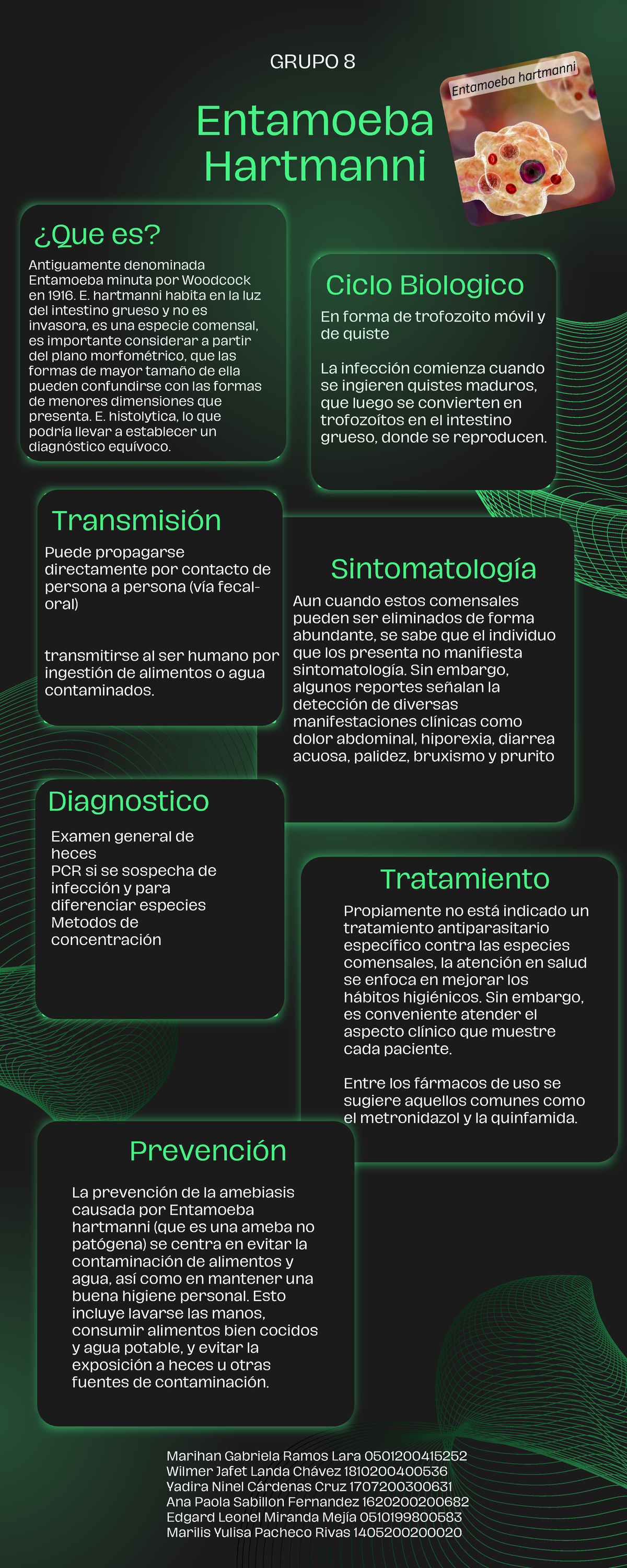 Infografía sobre Entamoeba Hartmanni - Grupo 8 - Studocu