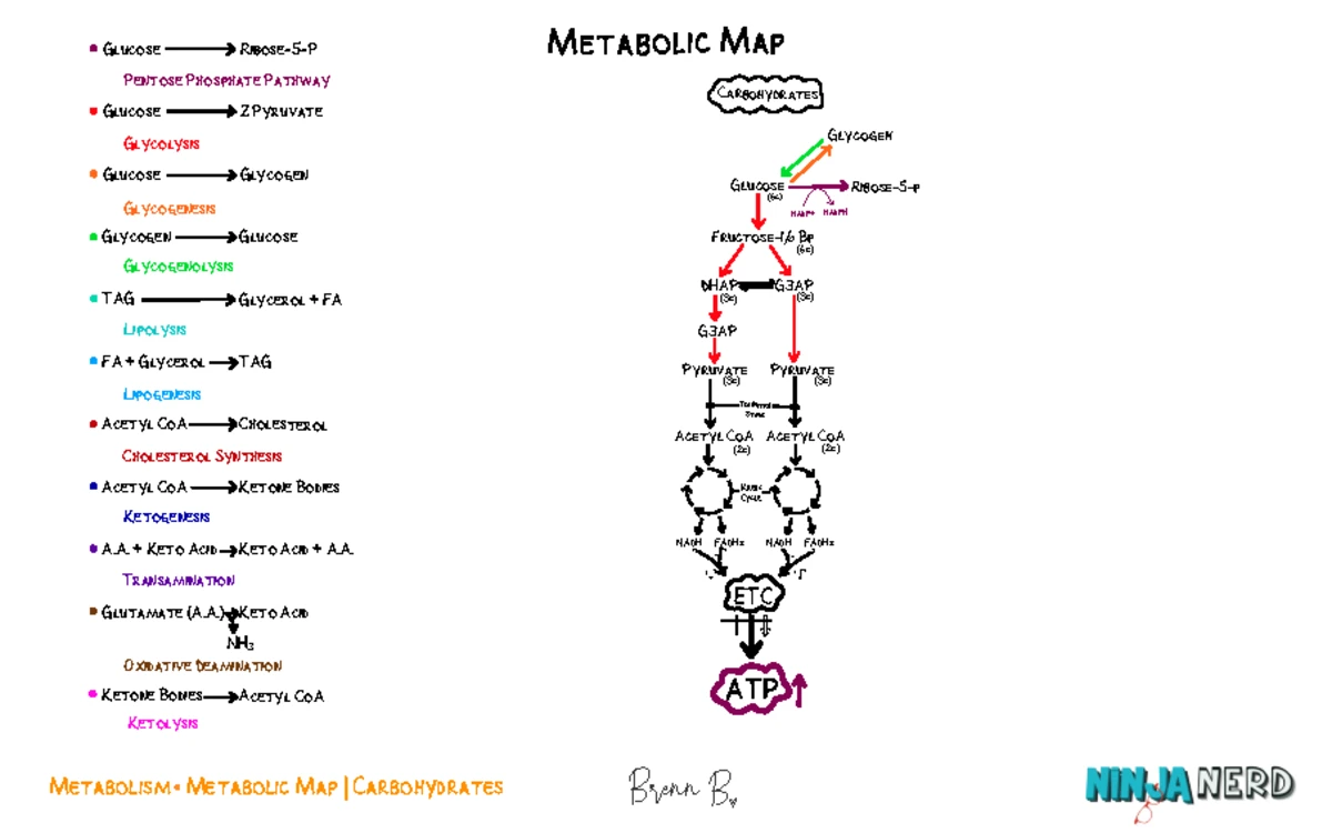 Metabolism 28: The Metabolic Map of Proteins - Key Processes - Studocu