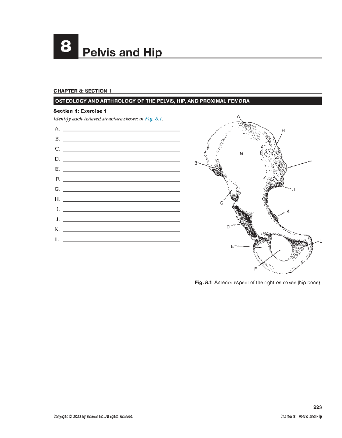 Pelvis & Upper Femora: Radiologic Technology Positioning (Chapter 8 ...