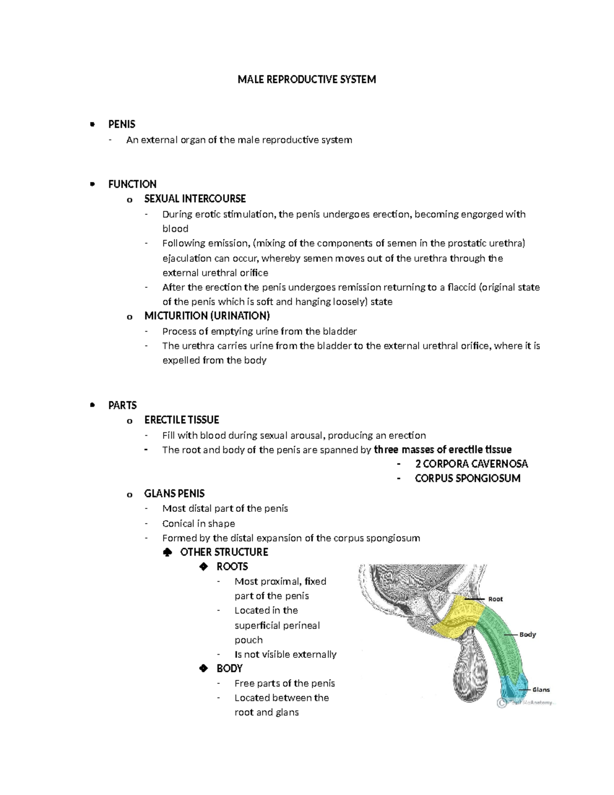 MALE Reproductive System - MALE REPRODUCTIVE SYSTEM PENIS An external ...