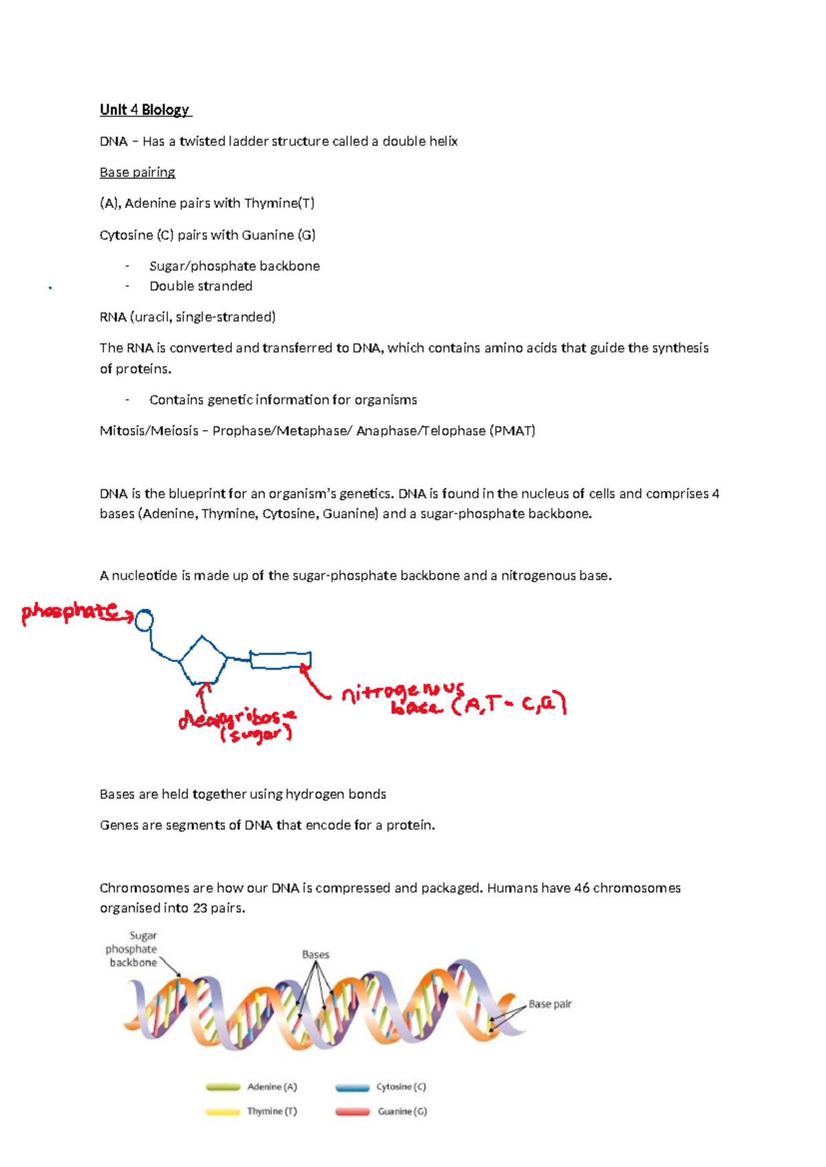 Unit 4 Biology - Unit 4 Biology DNA – Has a twisted ladder structure ...