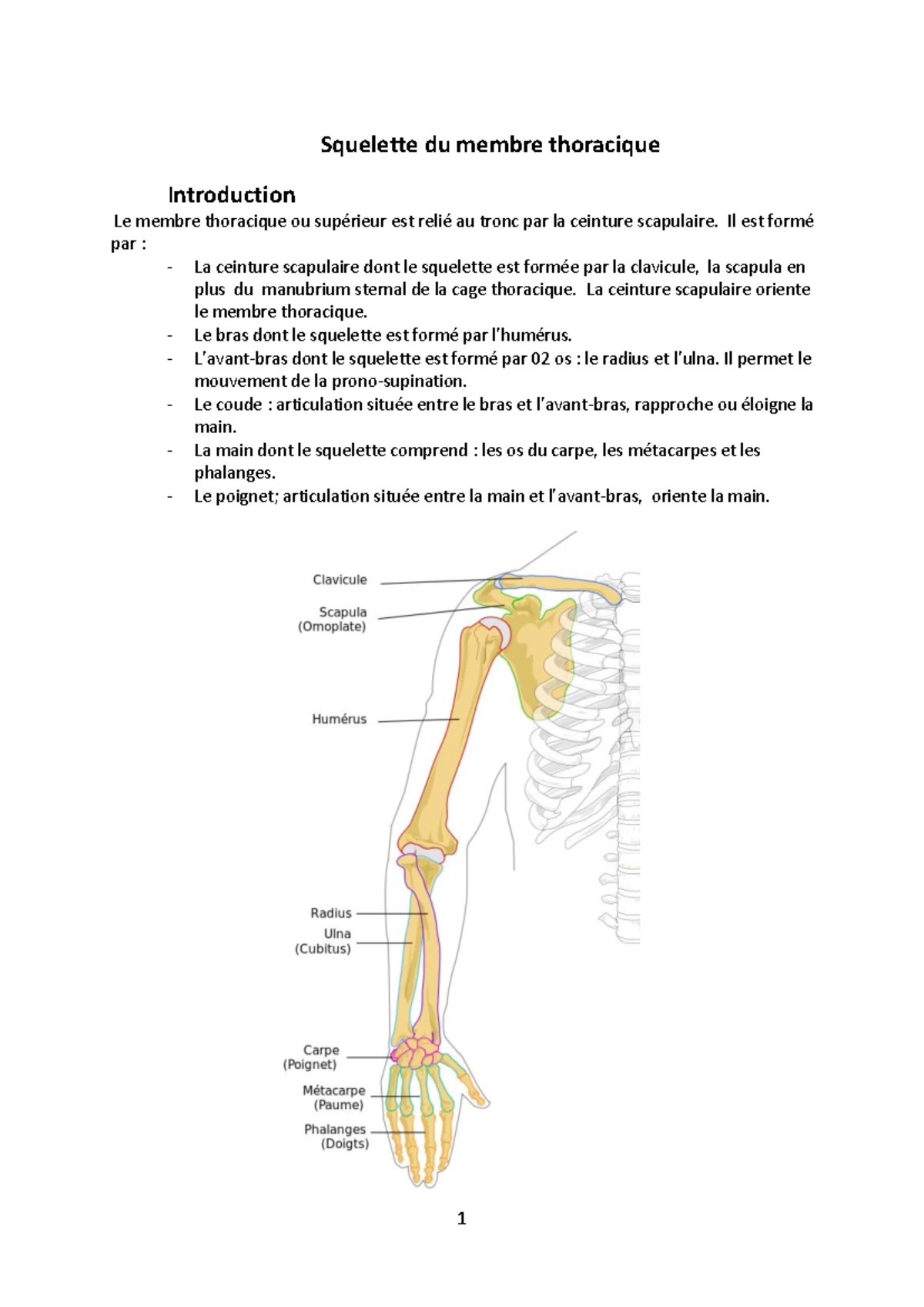 1-os du crane - Summary Anatomie - OSTÉOLOGIE DE LA TÊTE Au niveau de ...