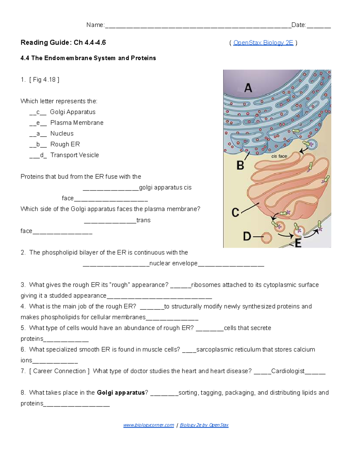 Reading Guide: Ch 4.4-4.6 - OpenStax Biology 2E - Studocu