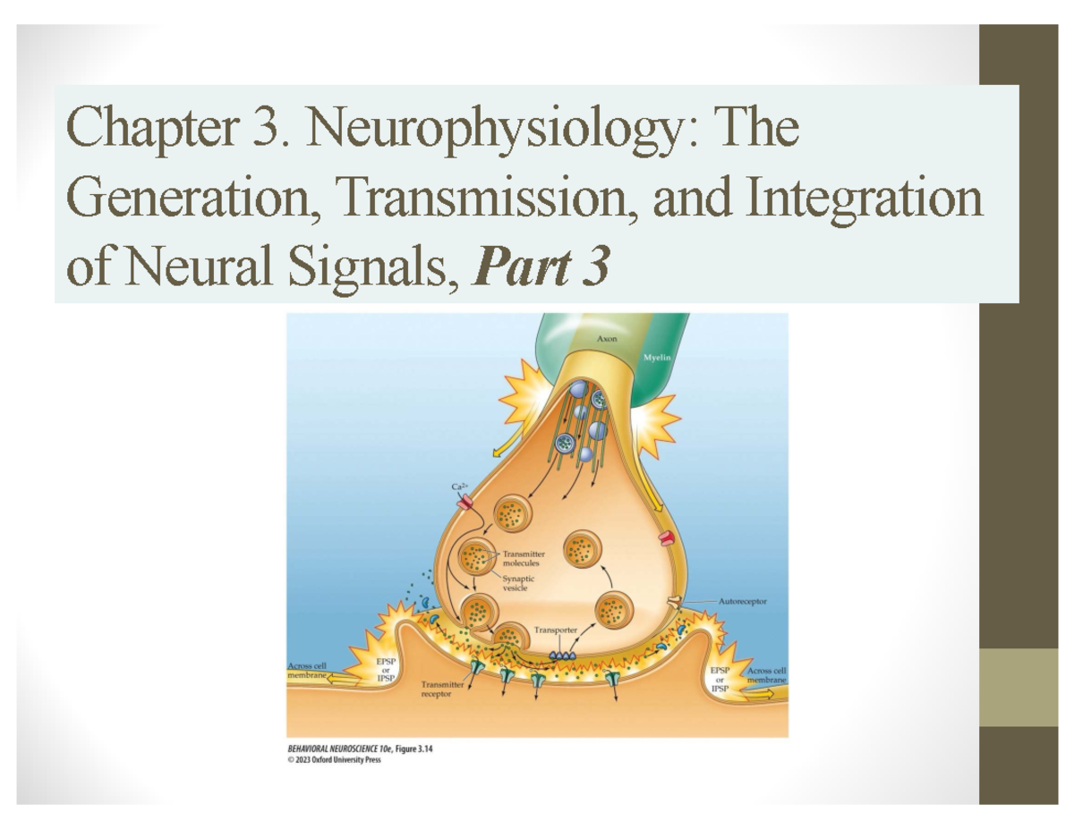 Chapter 3: Neurophysiology - Neural Signal Transmission - Studocu