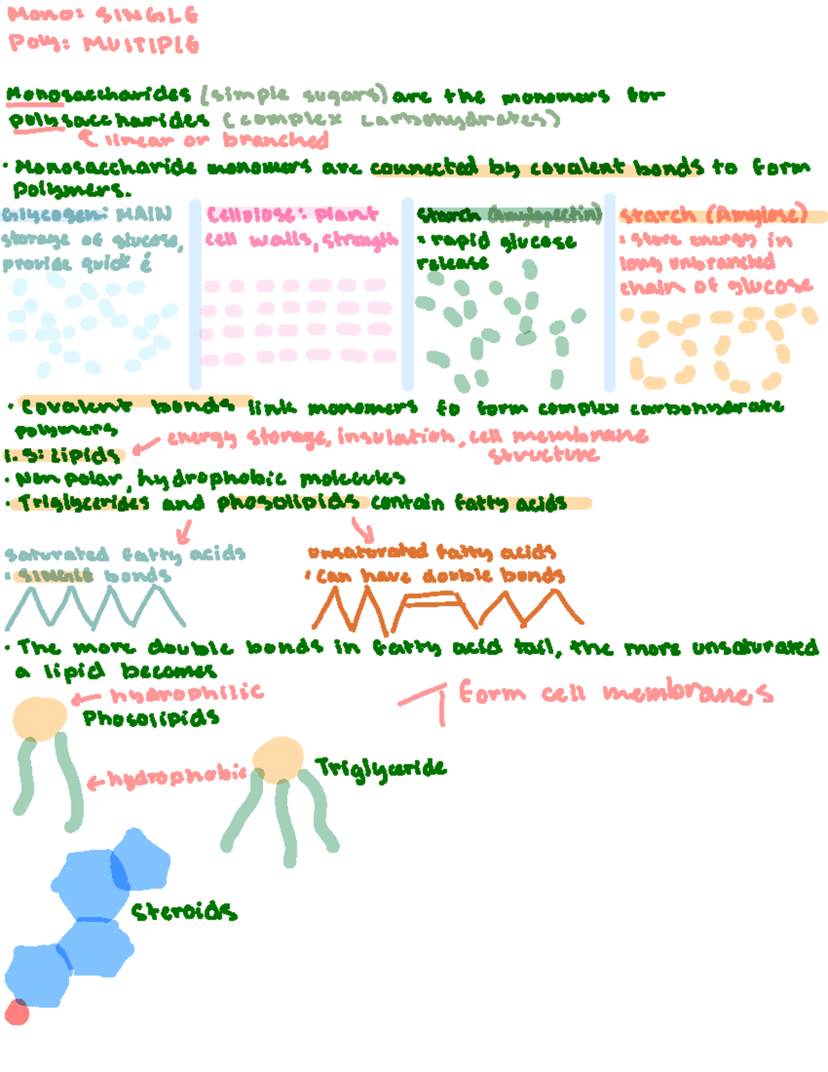 Biochemistry: Structure & Function of Carbs & Lipids (BIO 101) - Studocu