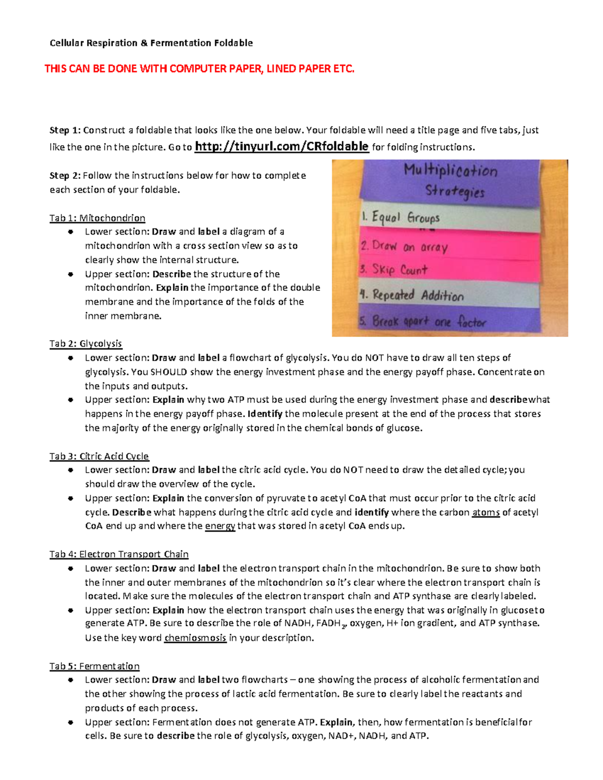 Cellular Respiration & Fermentation Foldable Guide - Studocu