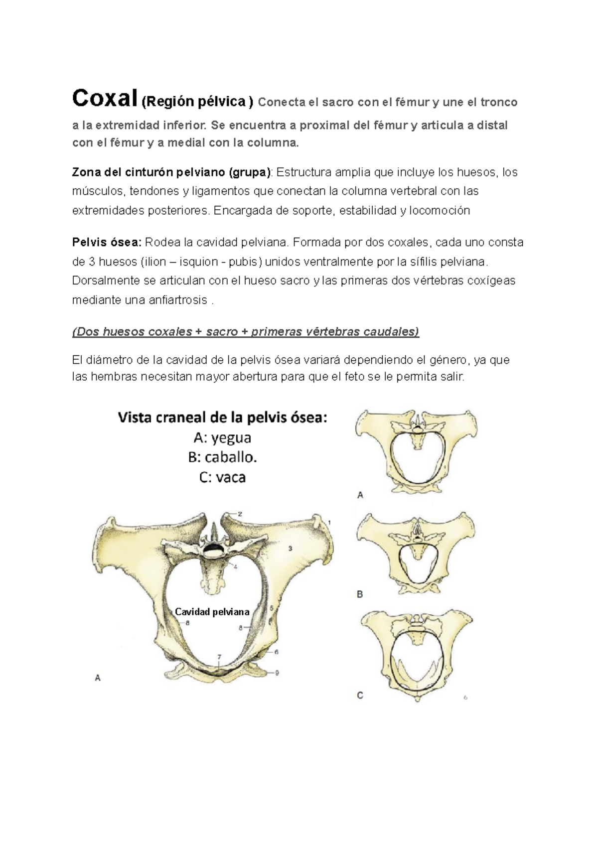 Anatomía Osteológica del Coxis en Animales - Anatomía Coxal y Pelviana ...
