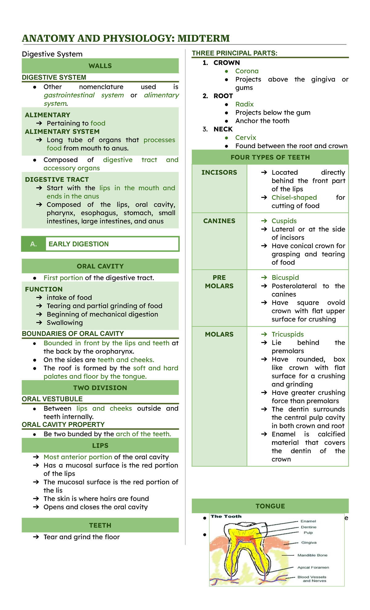 ANATOMY AND PHYSIOLOGY: MIDTERM Digestive System Overview - Studocu