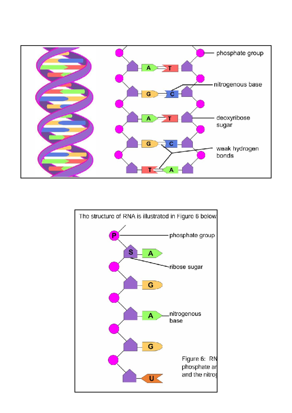 DNA and RNA Structures: Quick Reference Guide - Studocu