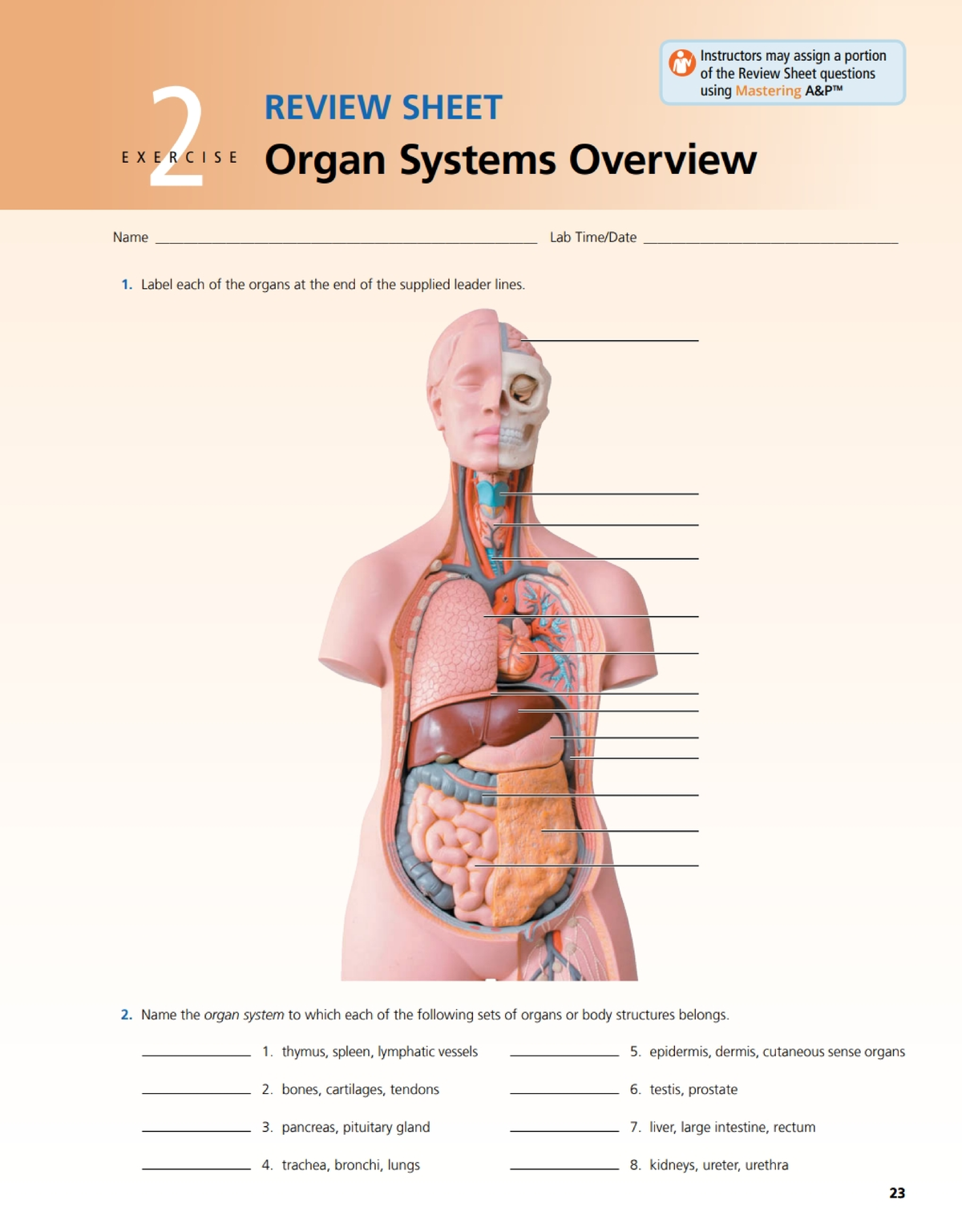 A&P review 2 Organ Systems Overview - REVIEW SHEET A Instructors may ...
