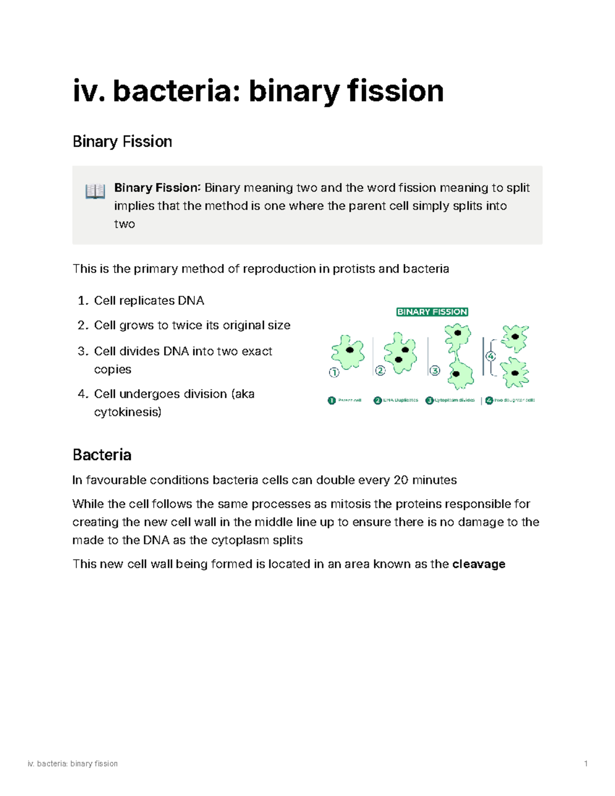 Bacteria: Binary Fission Process Explained (Biology 101) - Studocu