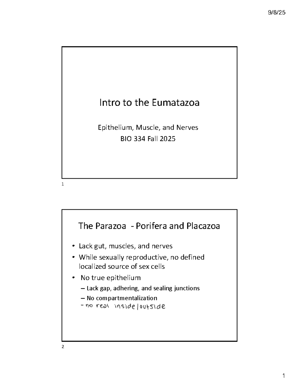 Eumetazoa Epithelium, Muscle, and Nerves Lecture Notes - BIO 334 Fall ...