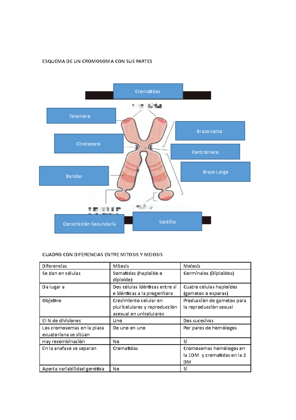 Genética: Esquema de un Cromosoma y Diferencias entre Mitosis y Meiosis ...
