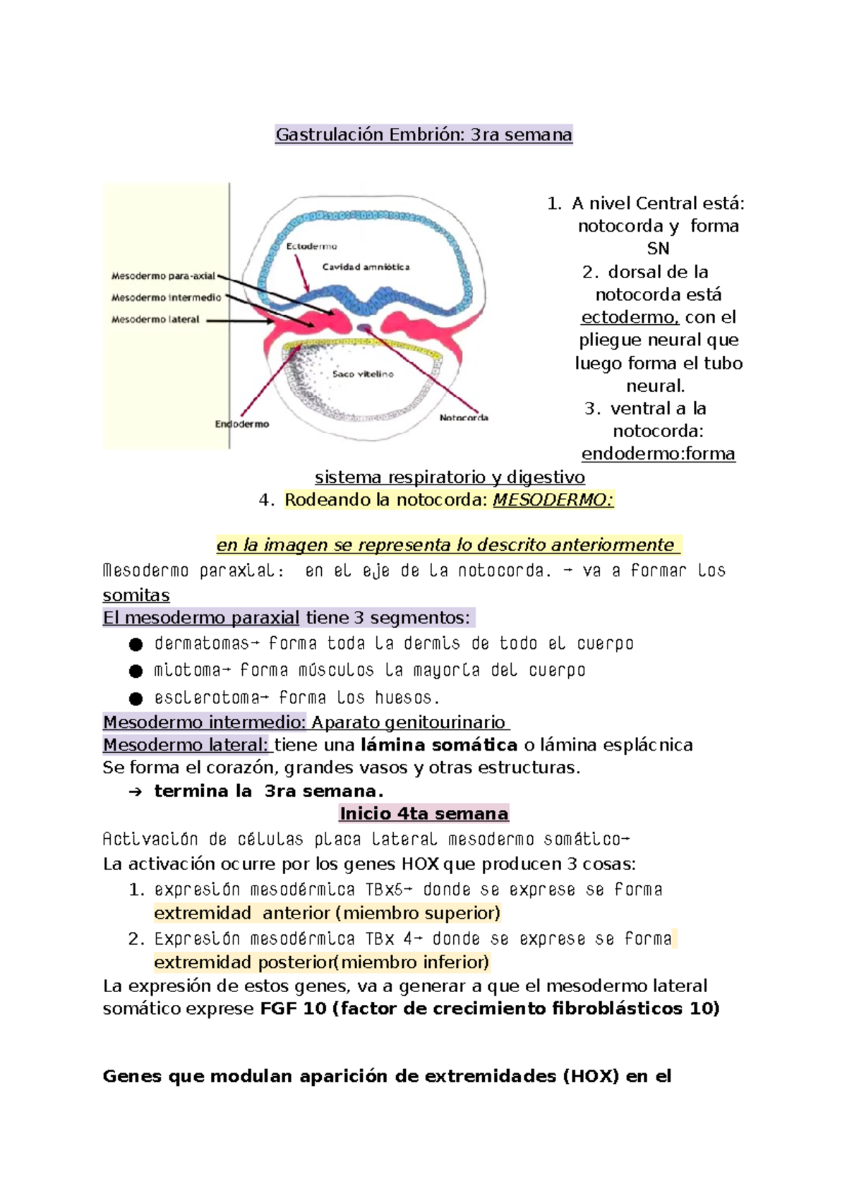 Embriología de las extremidades - Gastrulación Embrión: 3ra semana A ...