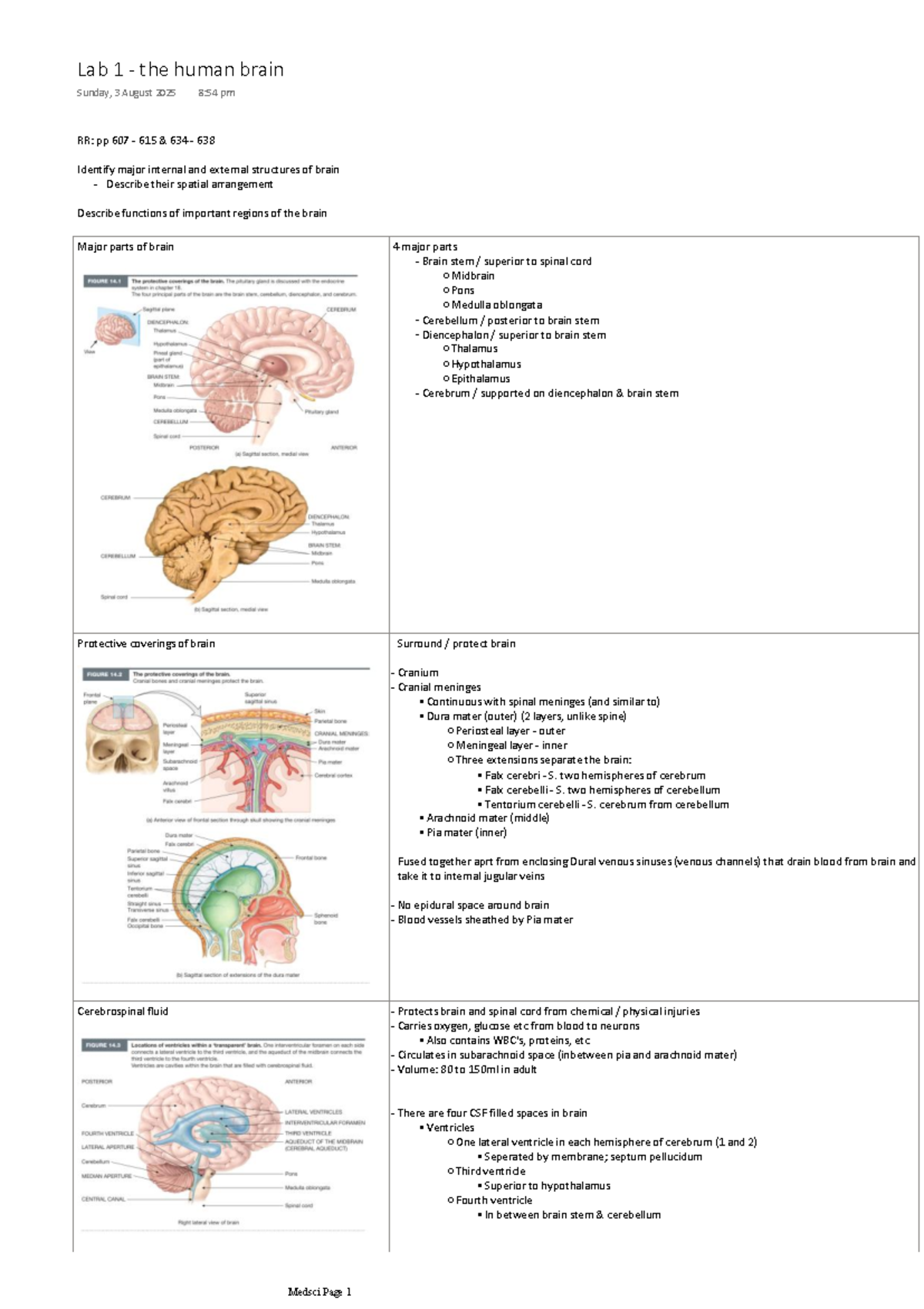 Lab 1 - The Human Brain: Structures and Functions - Lab Notes - Studocu