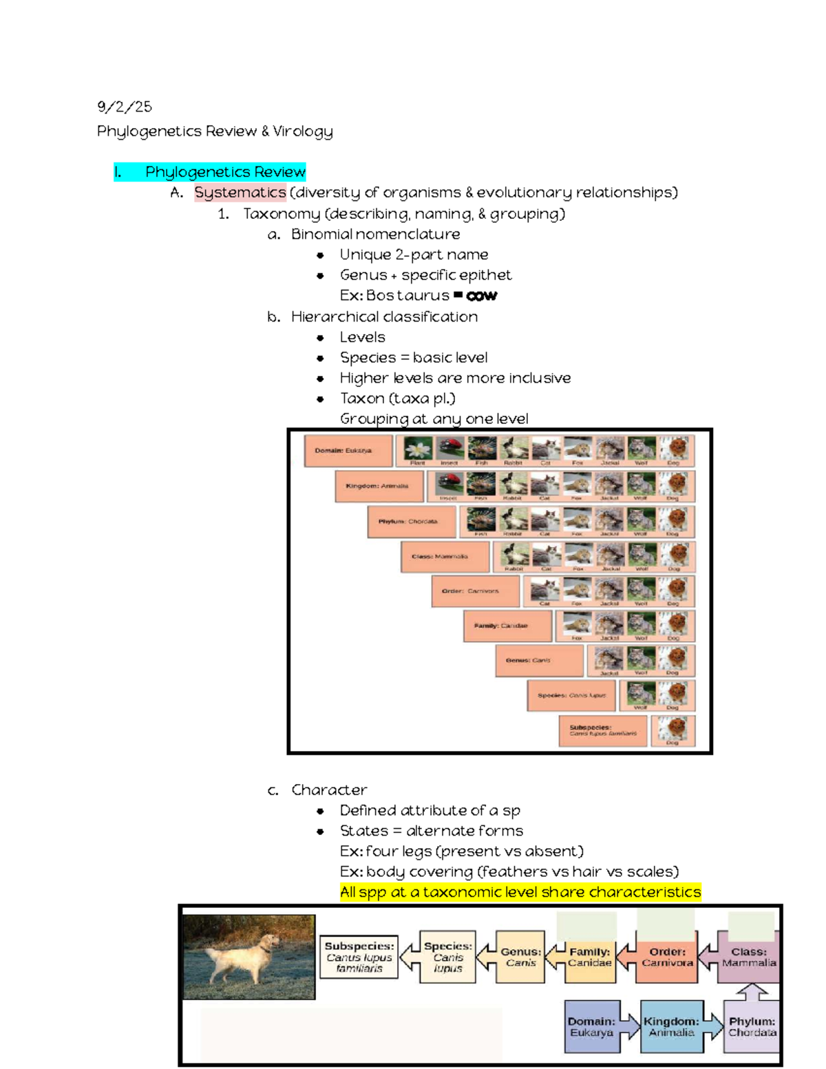 Bio 116 Exam 1 Review: Phylogenetics & Virology Notes - Studocu