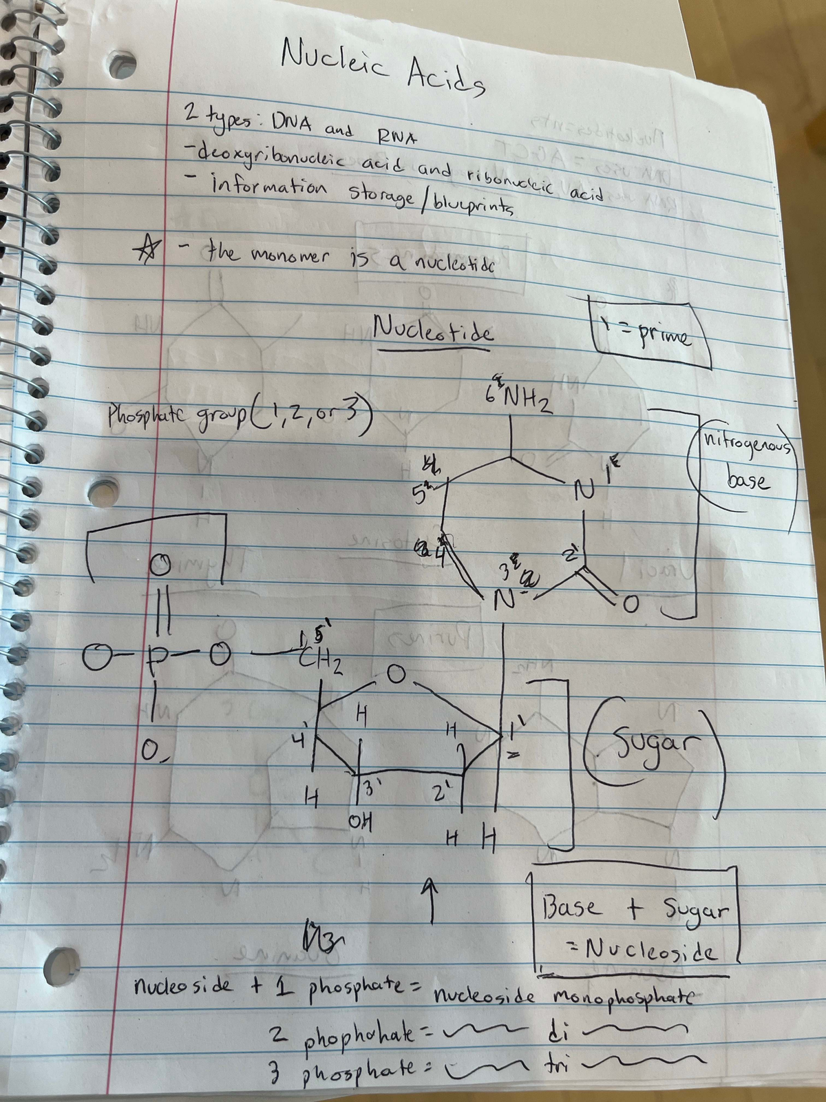 Nucleic Acids Overview: DNA & RNA for Exam 1 (IMG 5986) - Studocu