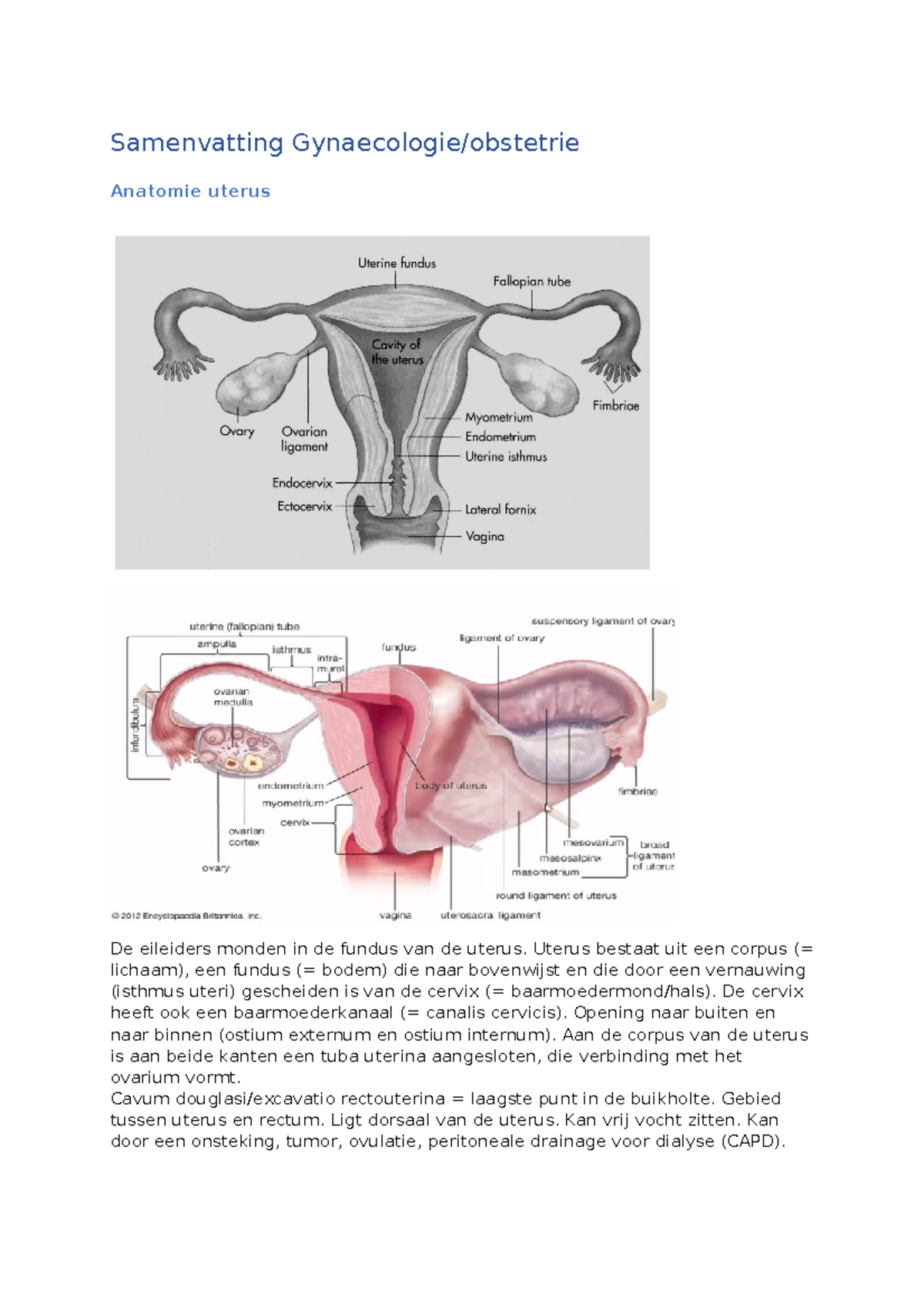 Samenvatting Gynaecologie & Obstetrie: Anatomie en Functies Uterus ...