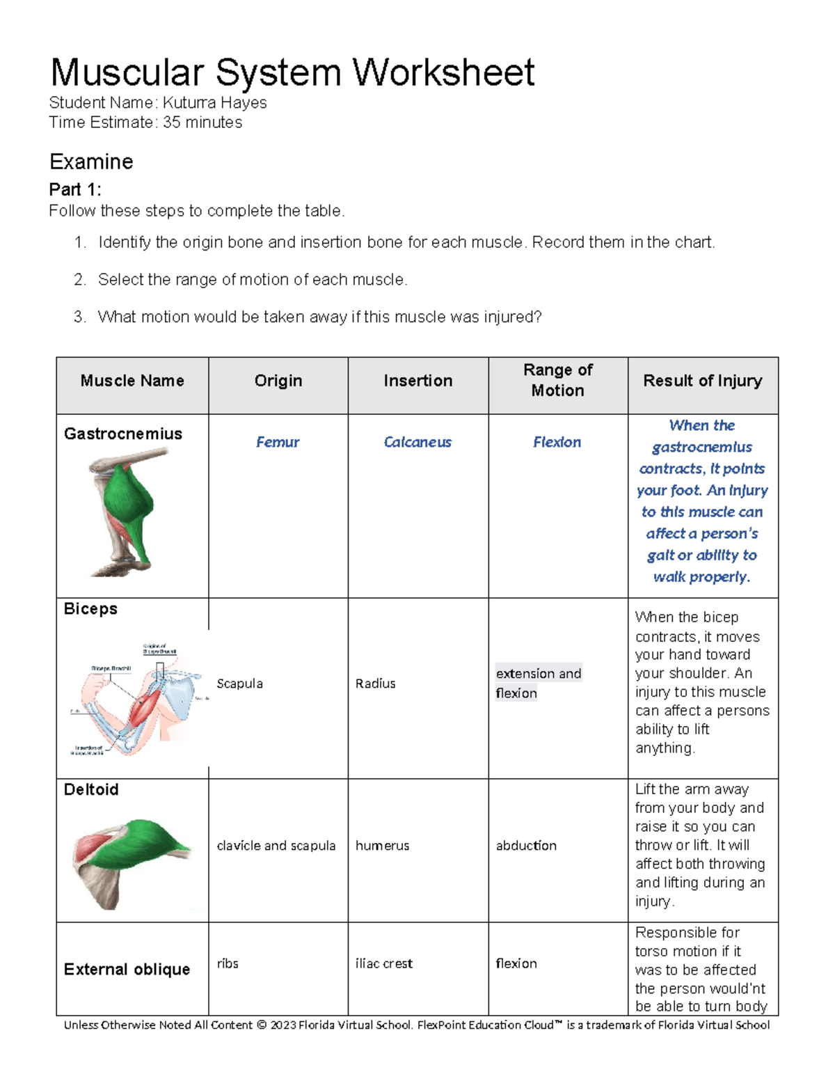 Muscular System Worksheet - Anatomy Study Aid for Students - Studocu