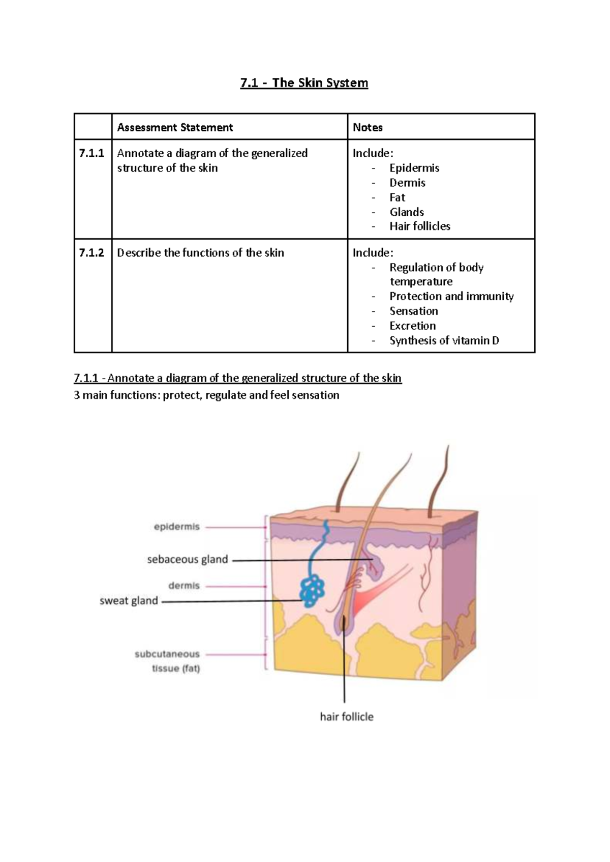 SEHS HL Notes: Skin System, Brain Functions, Fatigue & Friction Drag ...