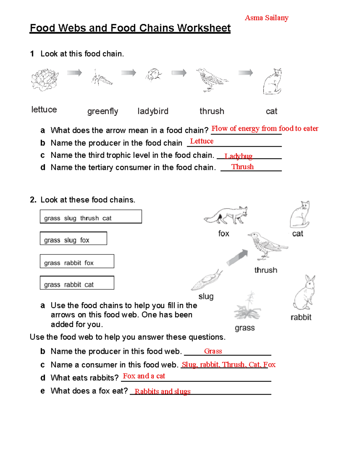 Food Webs & Chains WS - Asma Sailany - Study Guide - Studocu