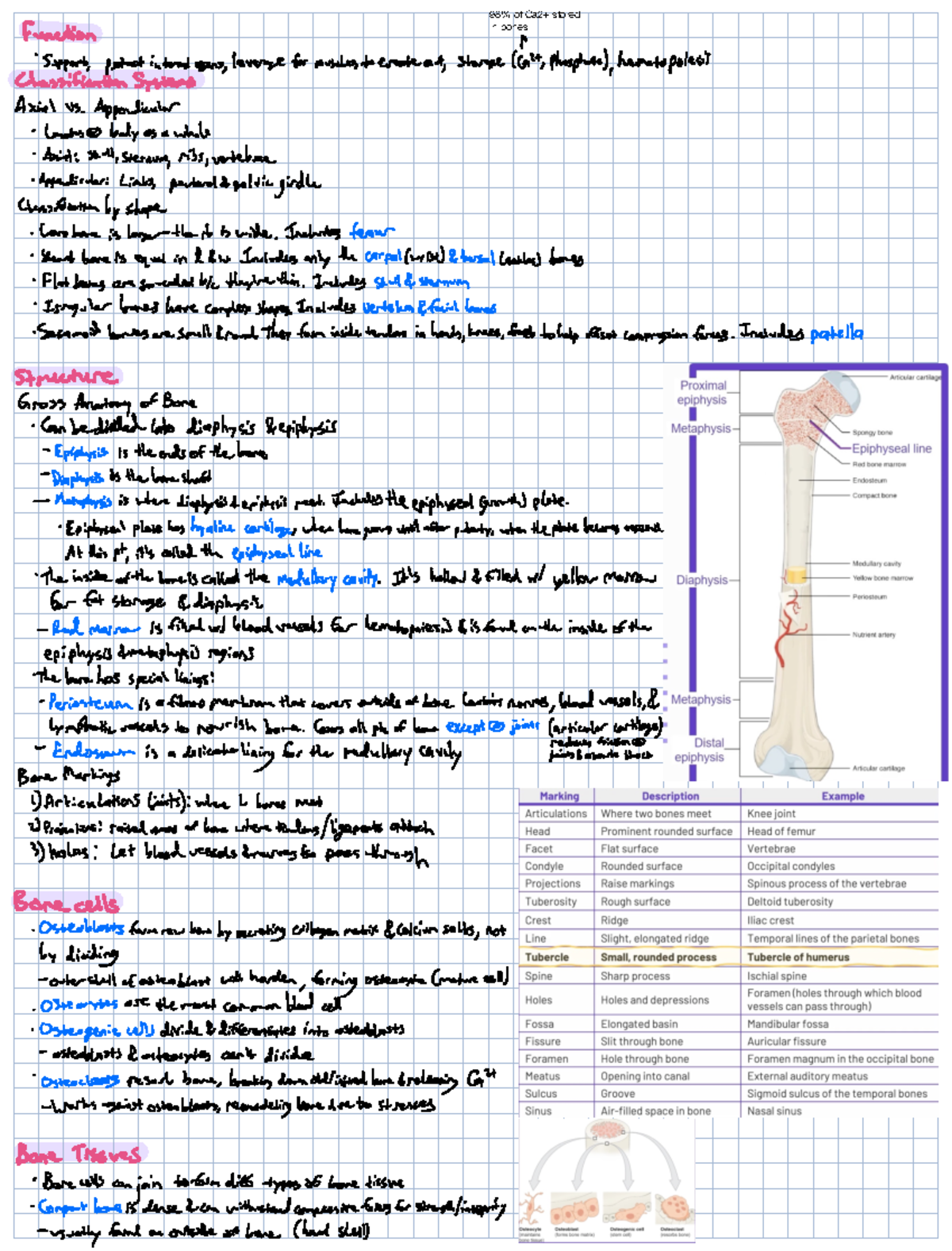 Module 3 Skeletal - Function Support - Studocu