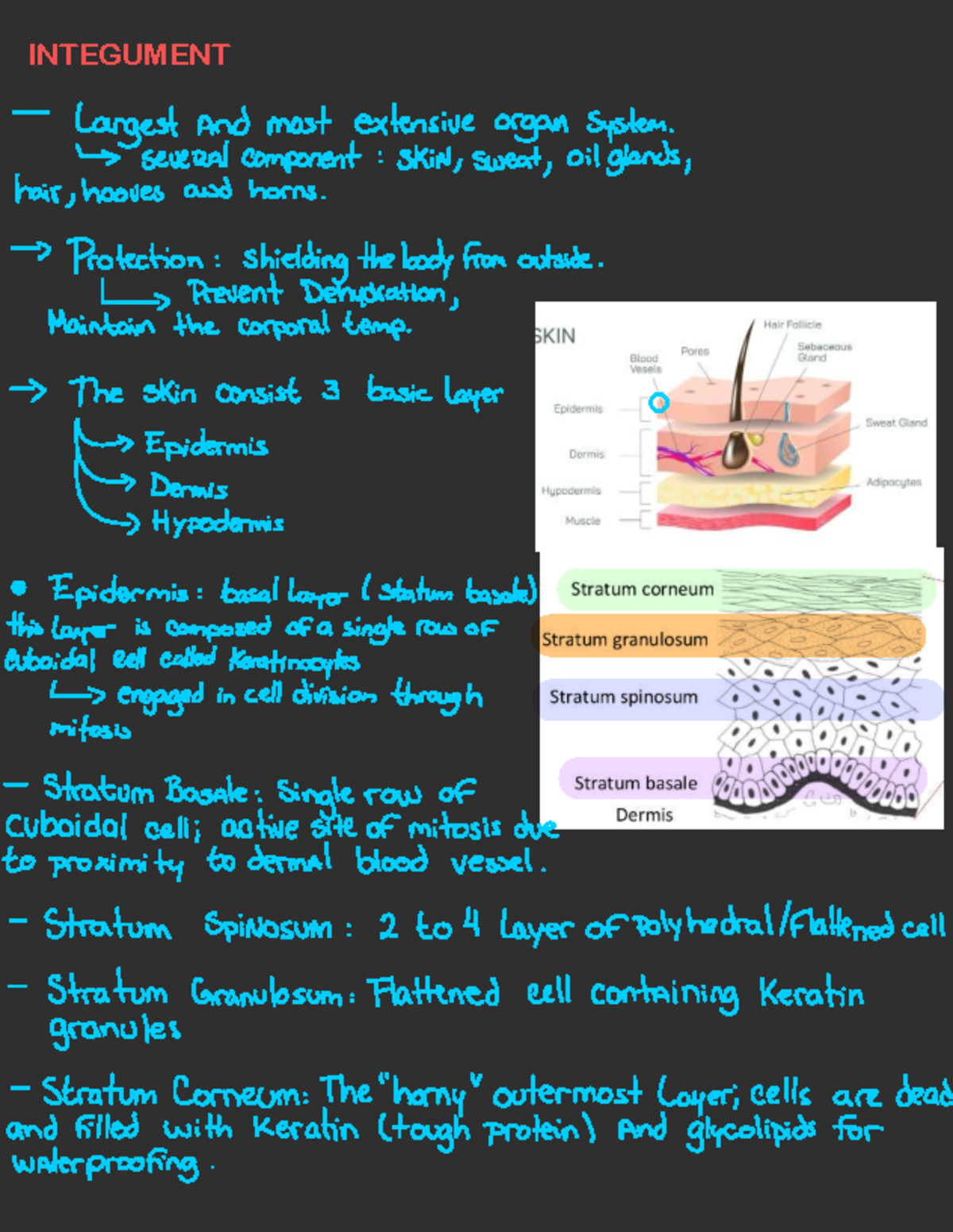 Integumentary System Overview: Structure & Function (Course Code: INTEG ...