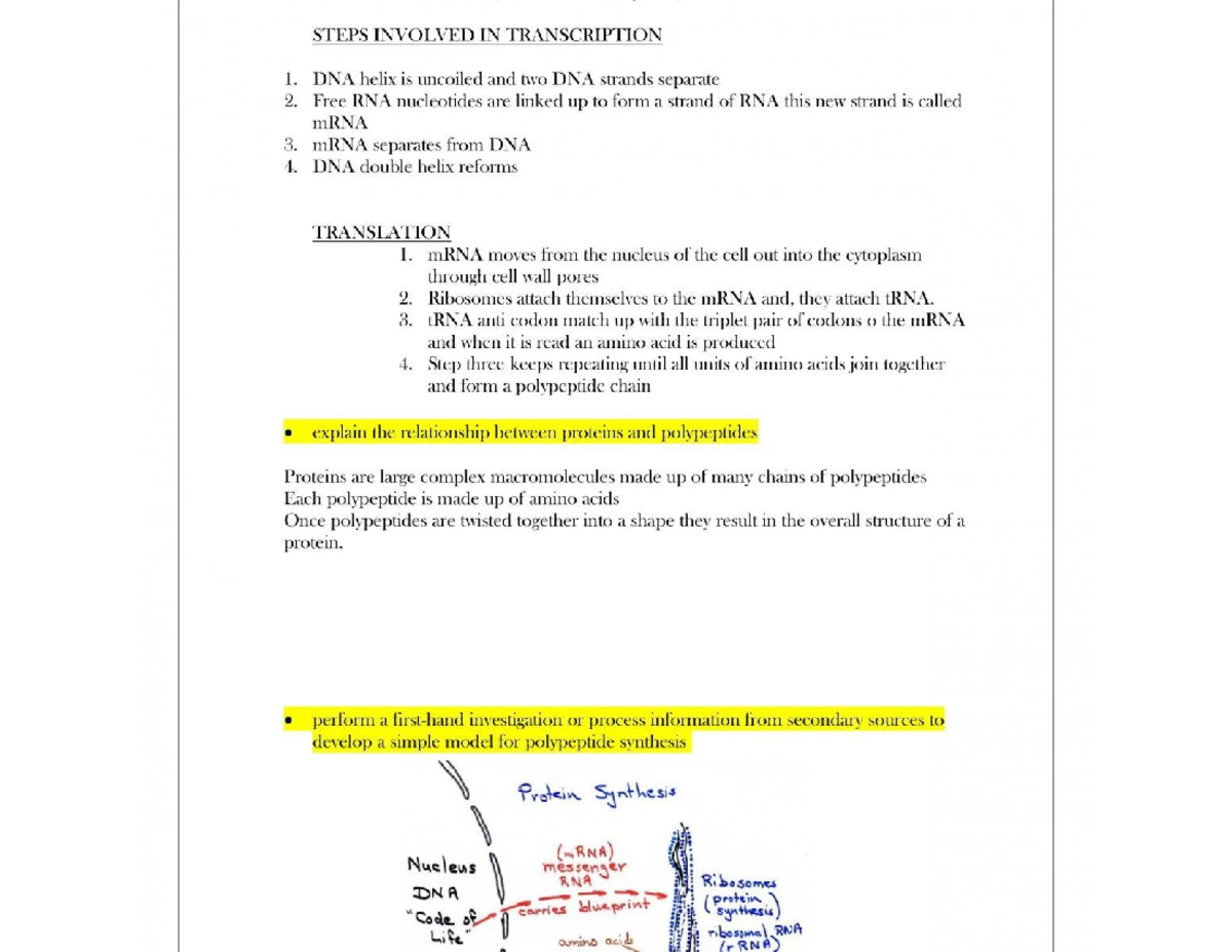 Protein Synthesis Process: Transcription & Translation (Bio 101) - Studocu