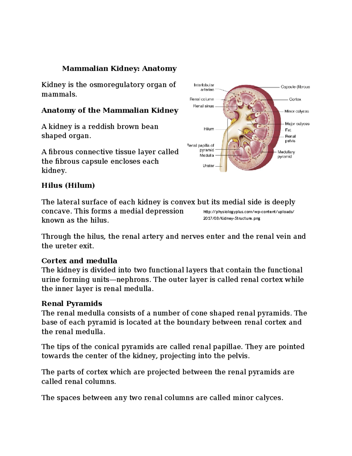 Mammalian Kidney Anatomy: Structure and Function (BIO 101 Handouts ...