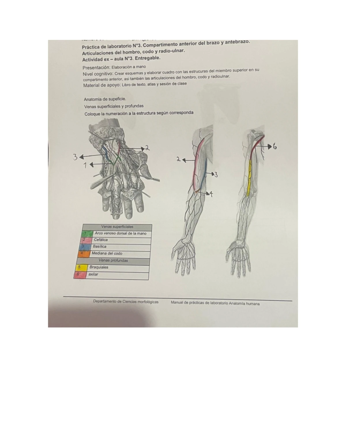 Práctica 4: Compartimento Posterior del Brazo y Antebrazo - Anatomía ...
