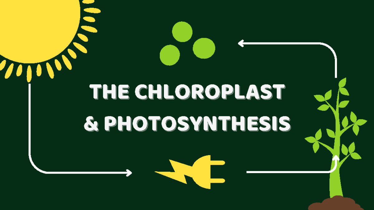 BIO 101: The Chloroplast & Photosynthesis Overview - Studocu