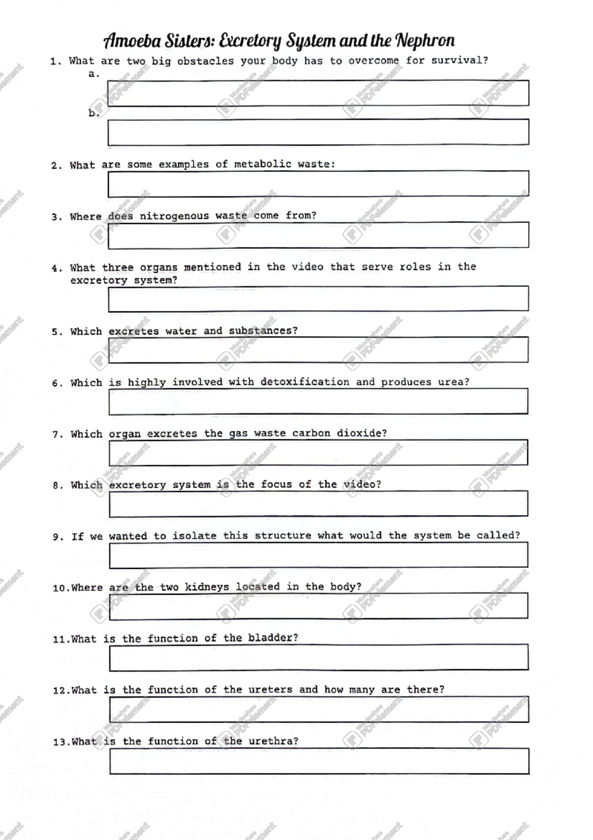 Amoeda Sisters Excretory System and the Nephron With Watermark - Amoeba ...