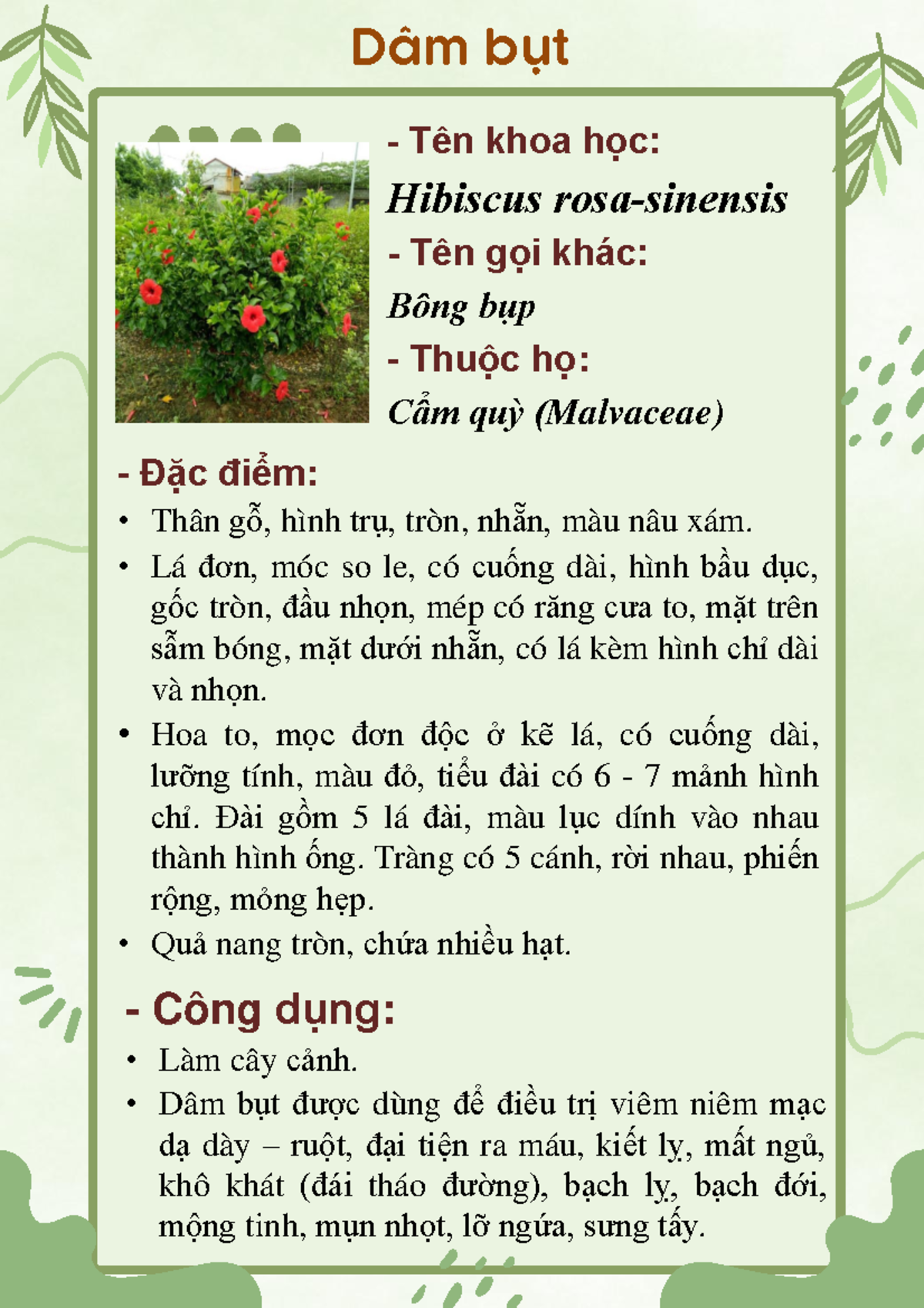 Dâm Bụt (Hibiscus) - Đặc Điểm và Công Dụng Thực Vật - Studocu