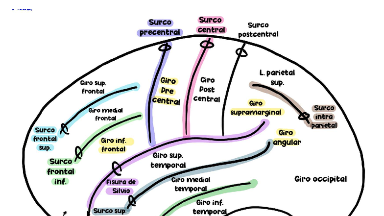 Surcos y giros drl cerebro - Sistema Nervioso - Surco Surco Surco ...