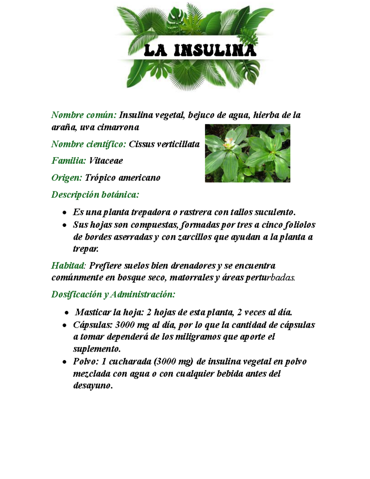 Ficha de Insulina Vegetal: Cissus Verticillata y Su Uso Medicinal - Studocu