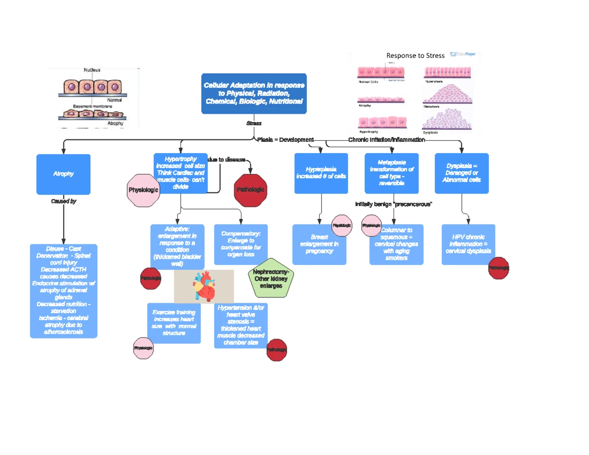 Concept Map for Ch 41: Adrenal Hormones and Functions - Studocu