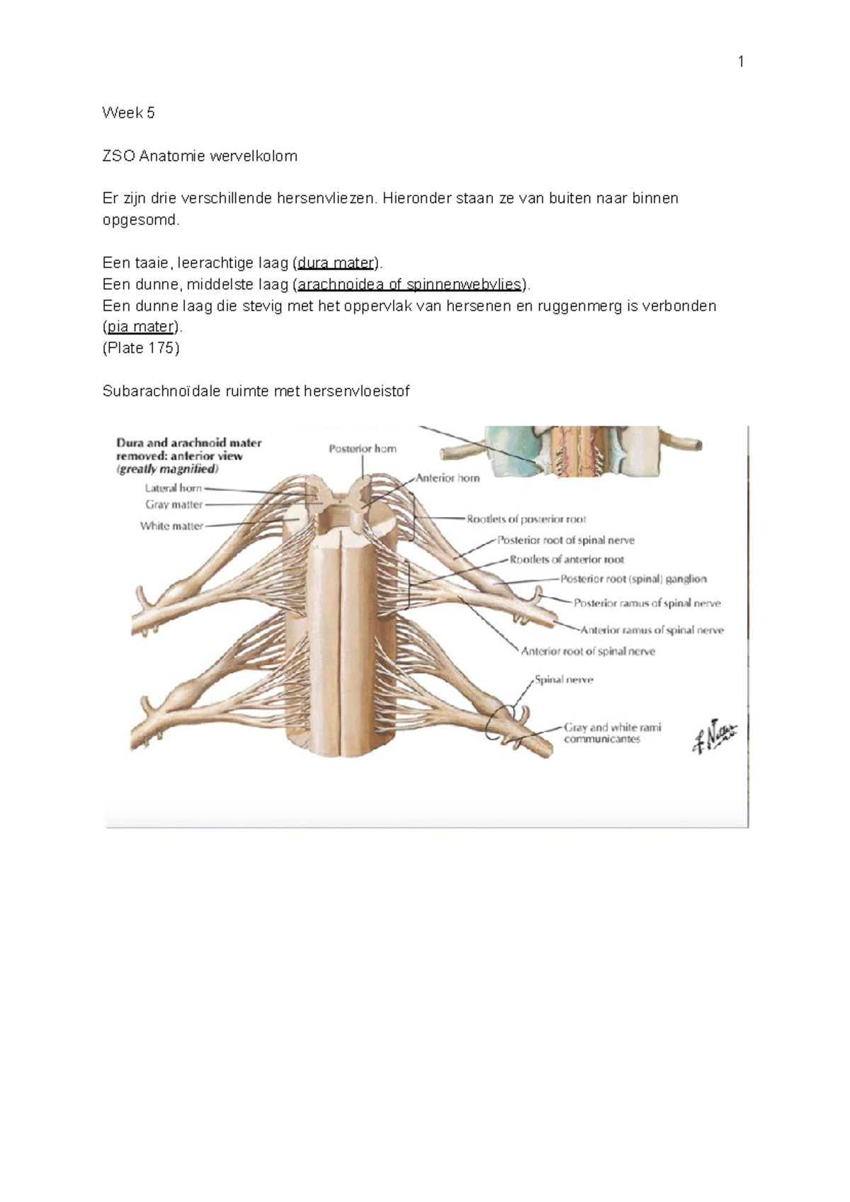 Histologie Van Het Ruggenmerg Print Pagina Anatomie