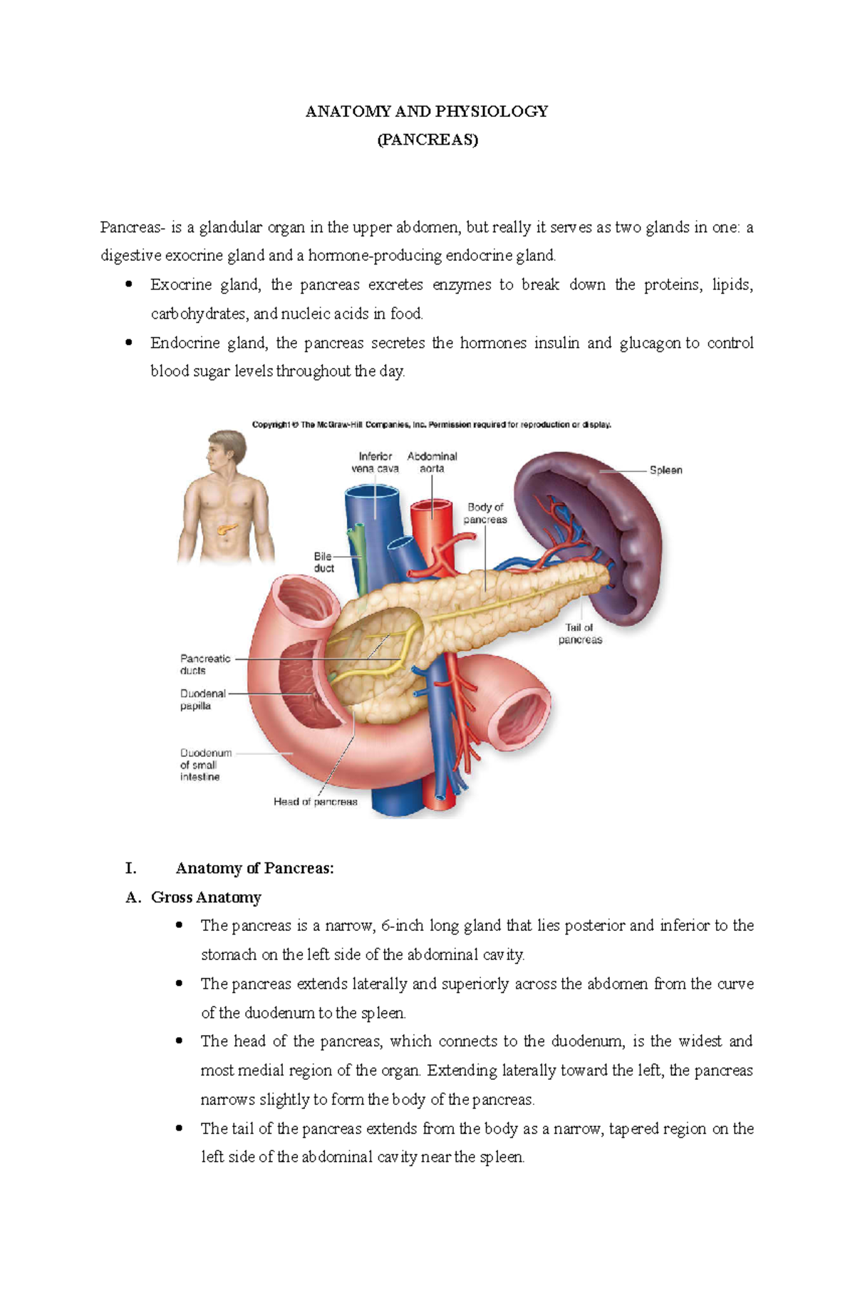 Pancreatic Anatomy And Physiology