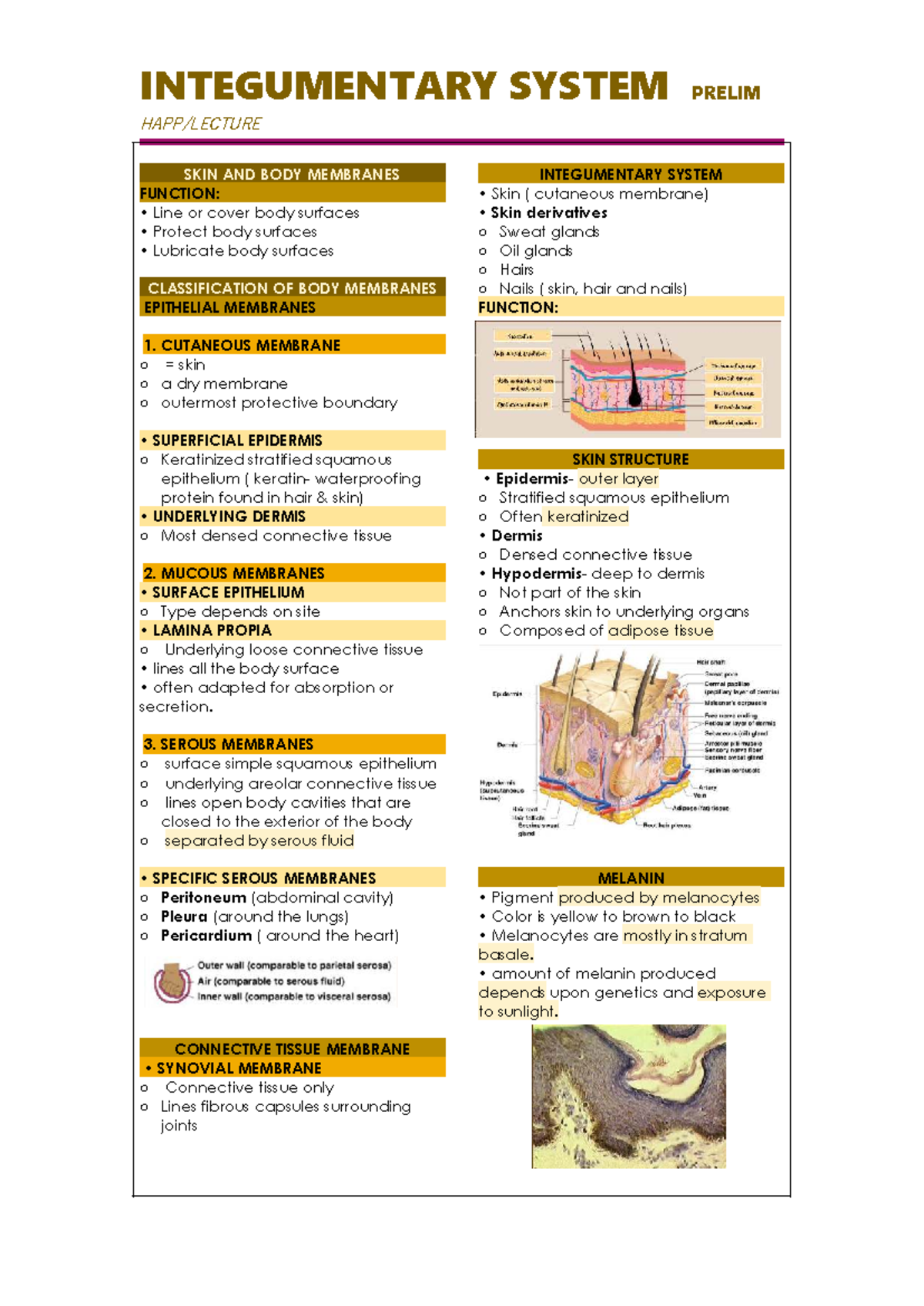 INTEGUMENTARY SYSTEM PRELIM: Skin, Membranes & Functions Overview - Studocu