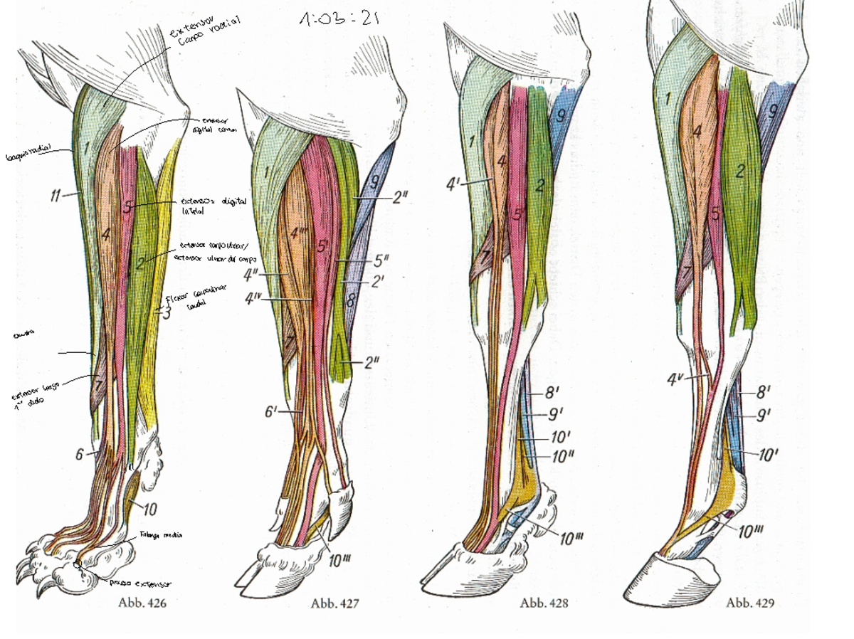 Miología animal - Anatomía veterinaria - Cargando... radial 1 : 03 : 21 ...
