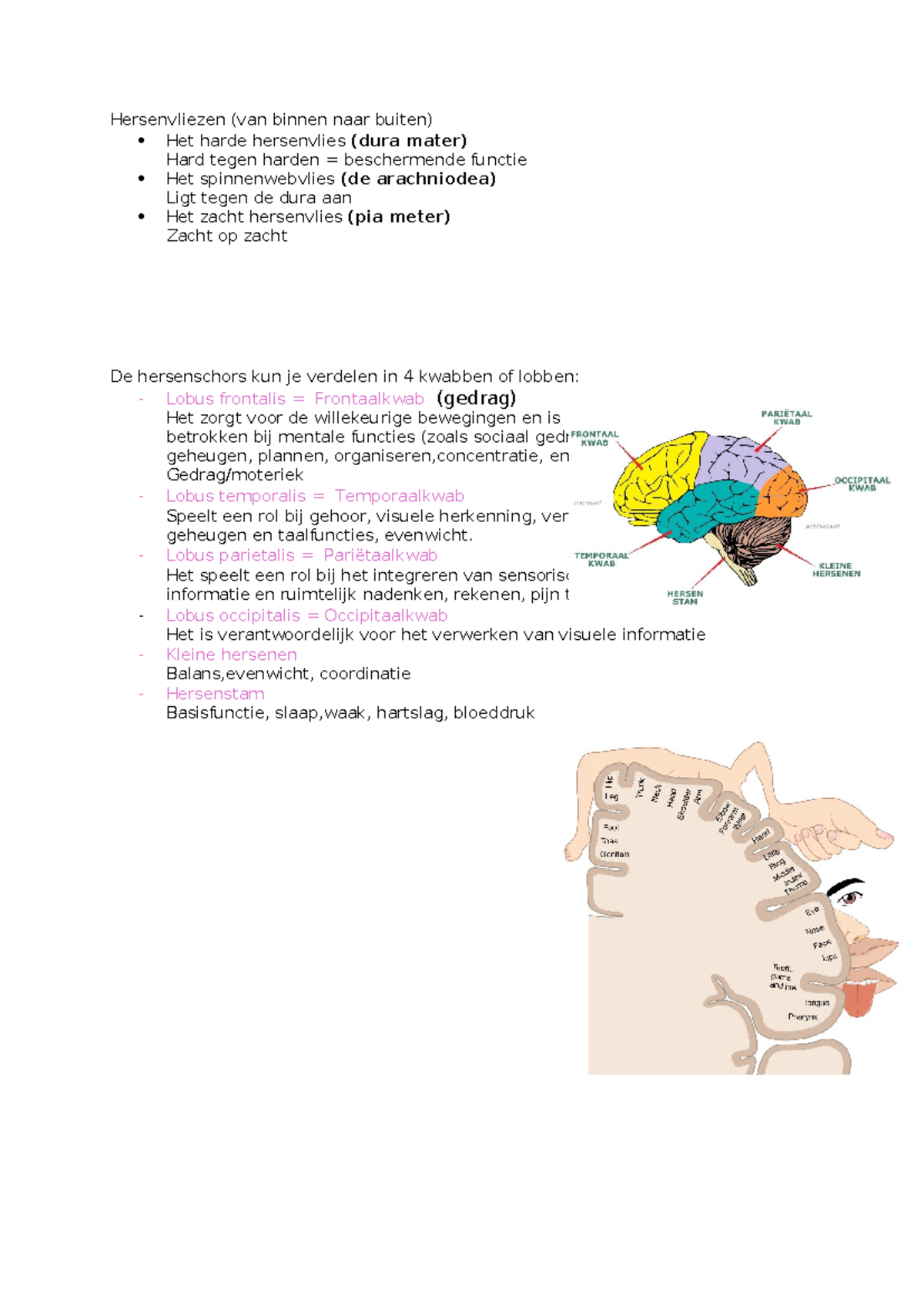 Hersenen Samenvatting: Anatomie van de Hersenvliezen en Kwabben ...