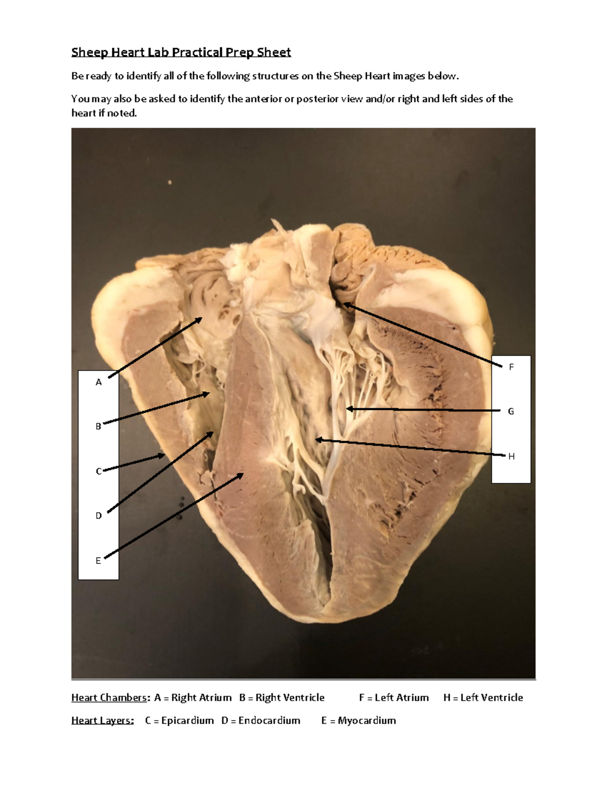 Sheep Heart Lab Practical Prep Sheet (1)1 - Sheep Heart Lab Practical ...