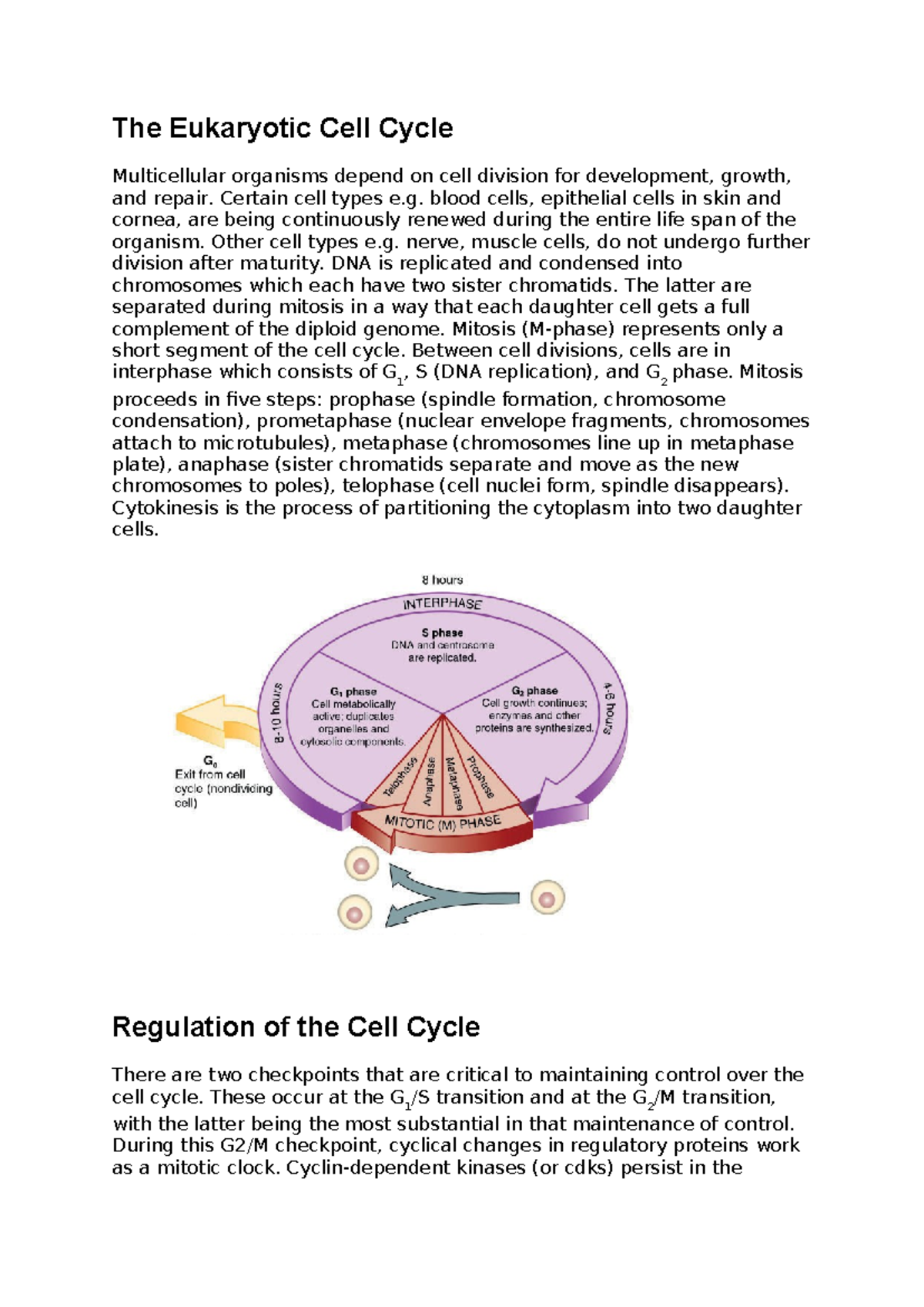 Eukaryotic Cell Cycle & Regulation: Key Concepts and Phases - Studocu