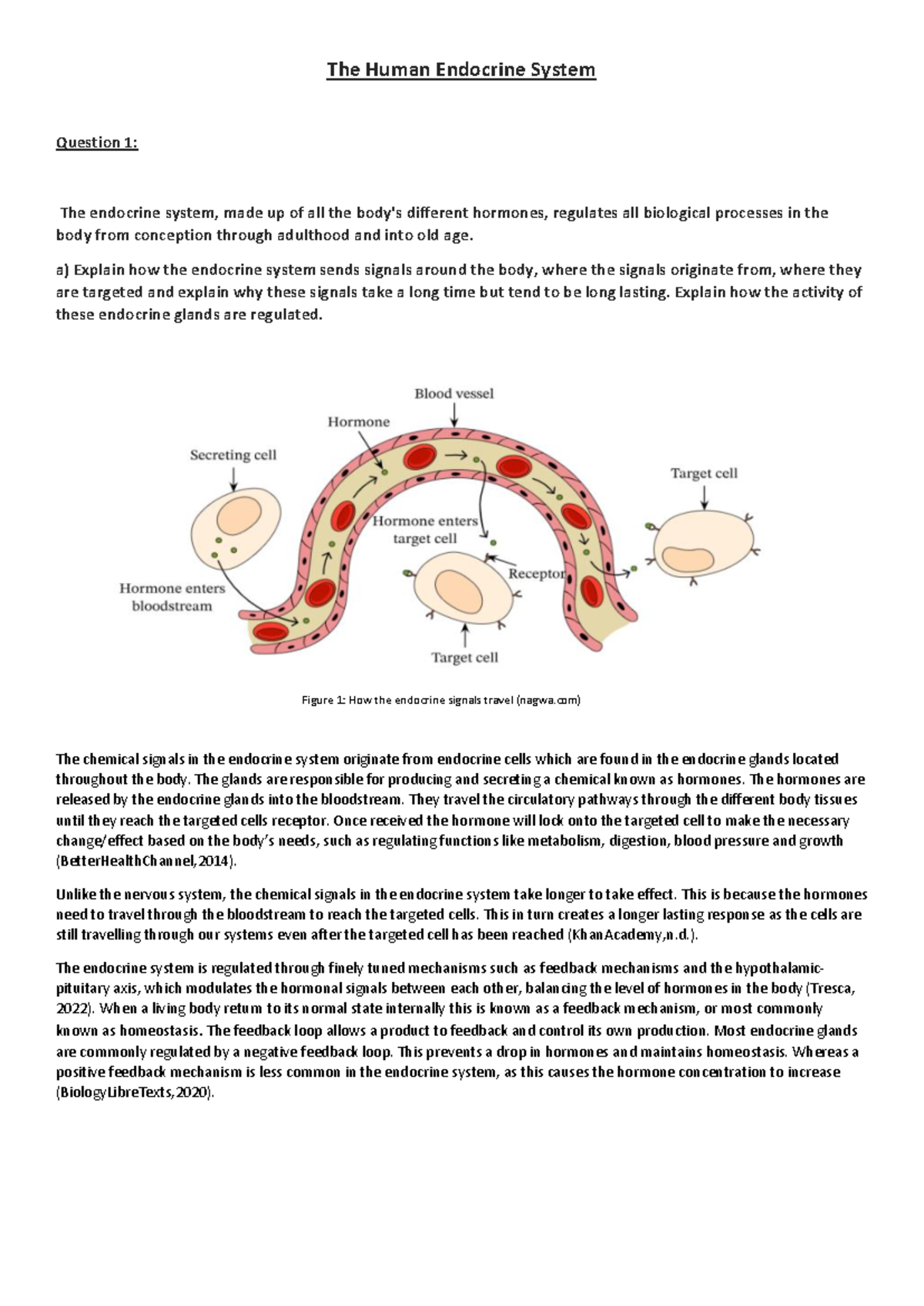 Updated Course 2024/2025 - Unit 13 - Understanding the Endocrine System ...