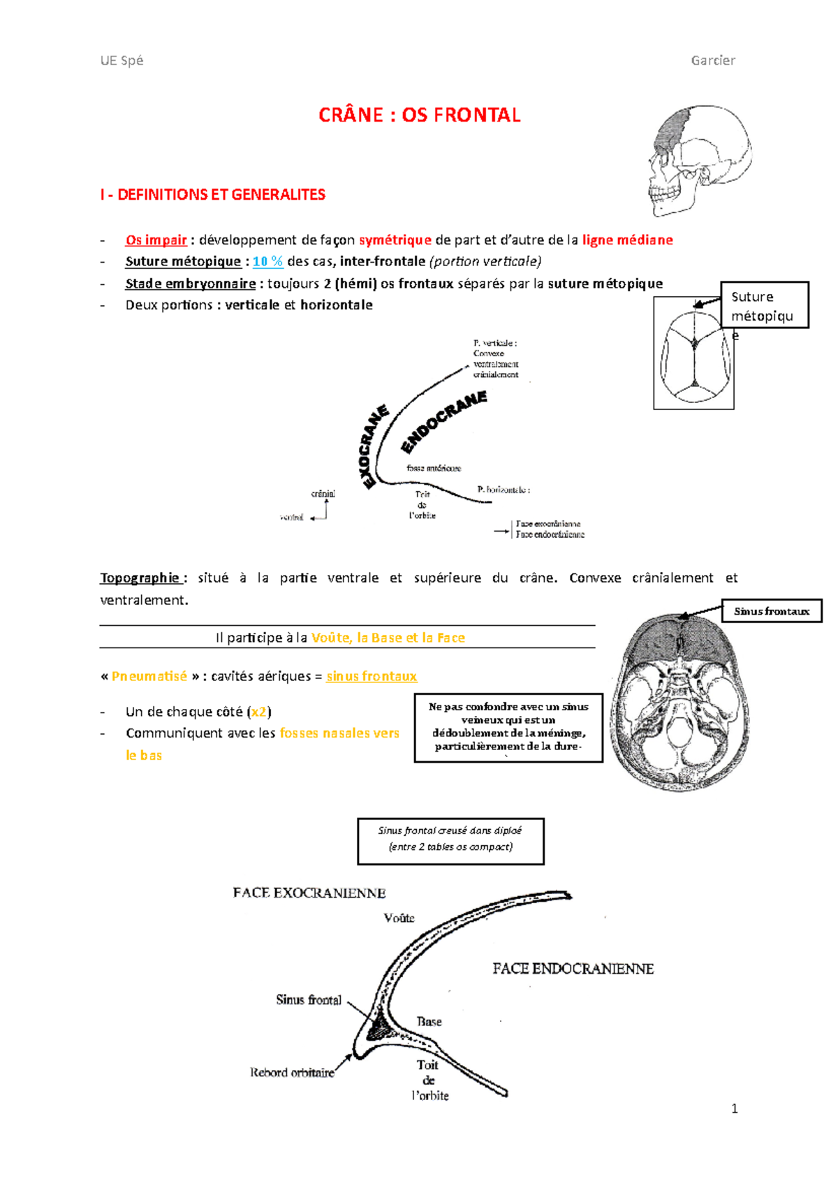 ANATOMIE DU CRÂNE : DÉTAILS SUR L'OS FRONTAL ET SA TOPOGRAPHIE - Studocu