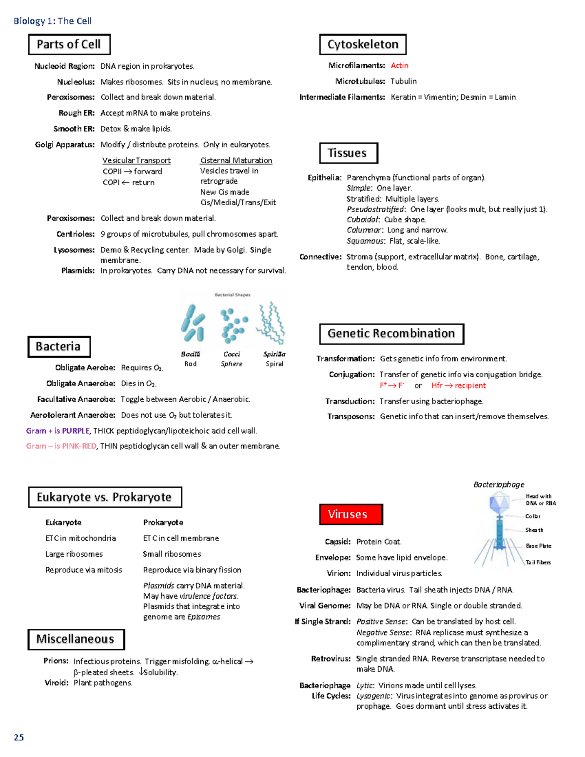 Biology Study Notes: Respiratory, Cardiovascular, & Immune Systems ...