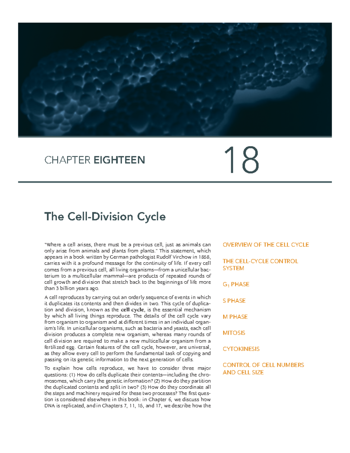 Cell Biology ECB4 Chapter 18: The Cell Cycle and Its Control - Studocu