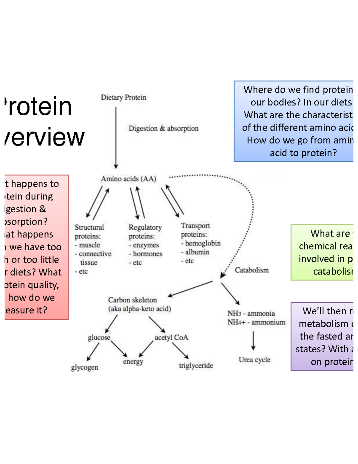 NUT2 - Protein Digestion, Absorption, and Quality Overview - Studocu