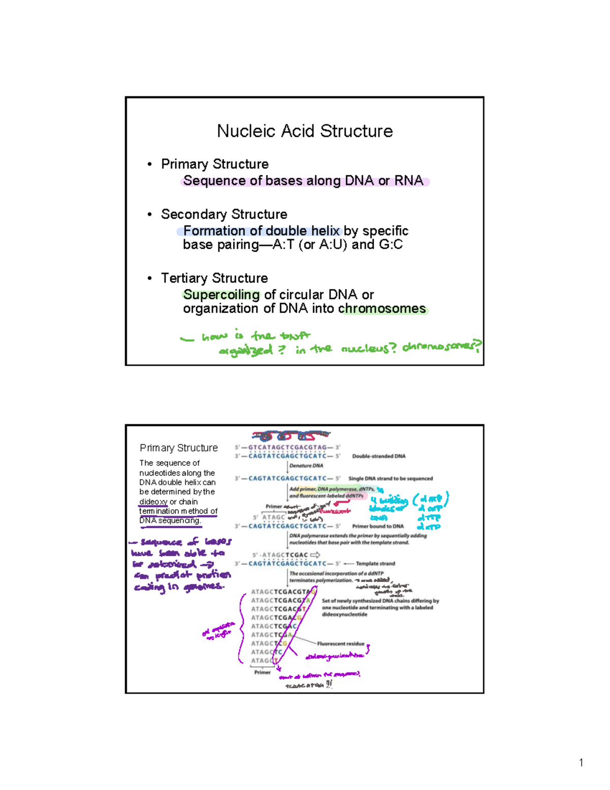Nucleic Acid Structure & DNA Sequencing Techniques (BIO 101) - Studocu