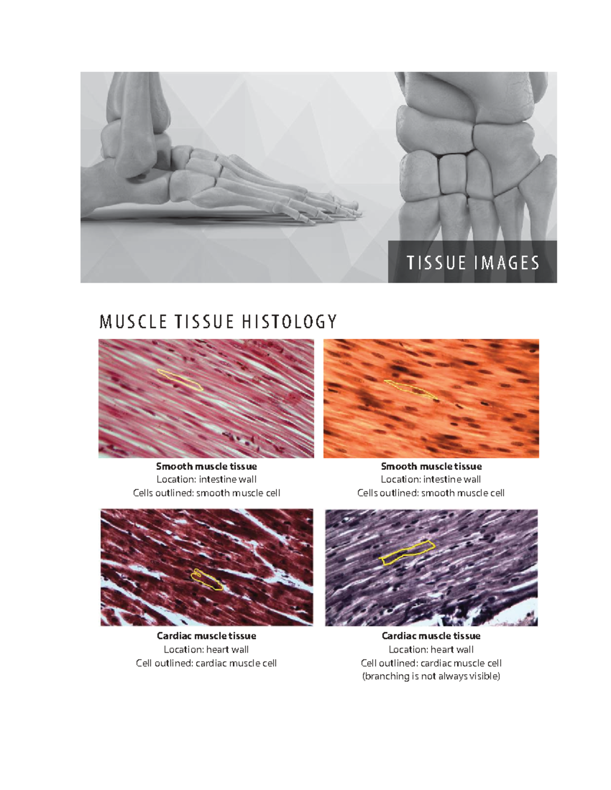 Muscle and Connective Tissue Histology Overview (BIO 101) - Studocu
